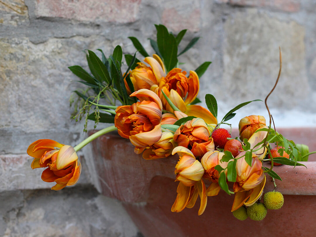 Fall Tulips at 17th century Villa La Querce in Impruneta, Tuscany ...